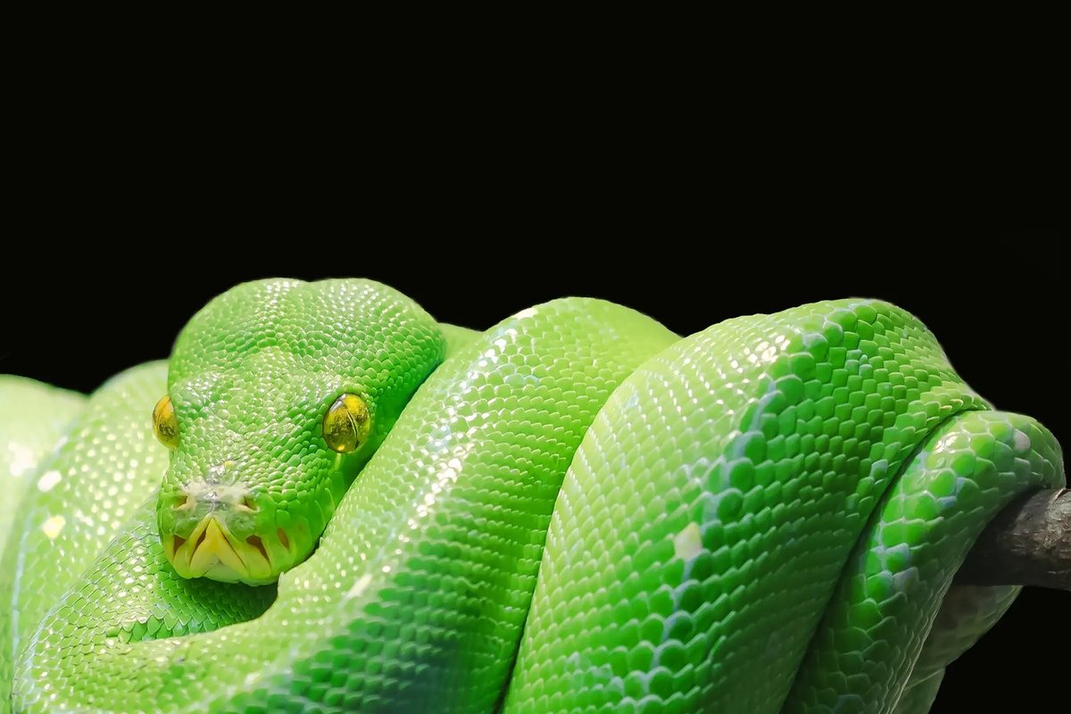 VSC vs. PyCharm: Optimizing Your Python Dev Environment